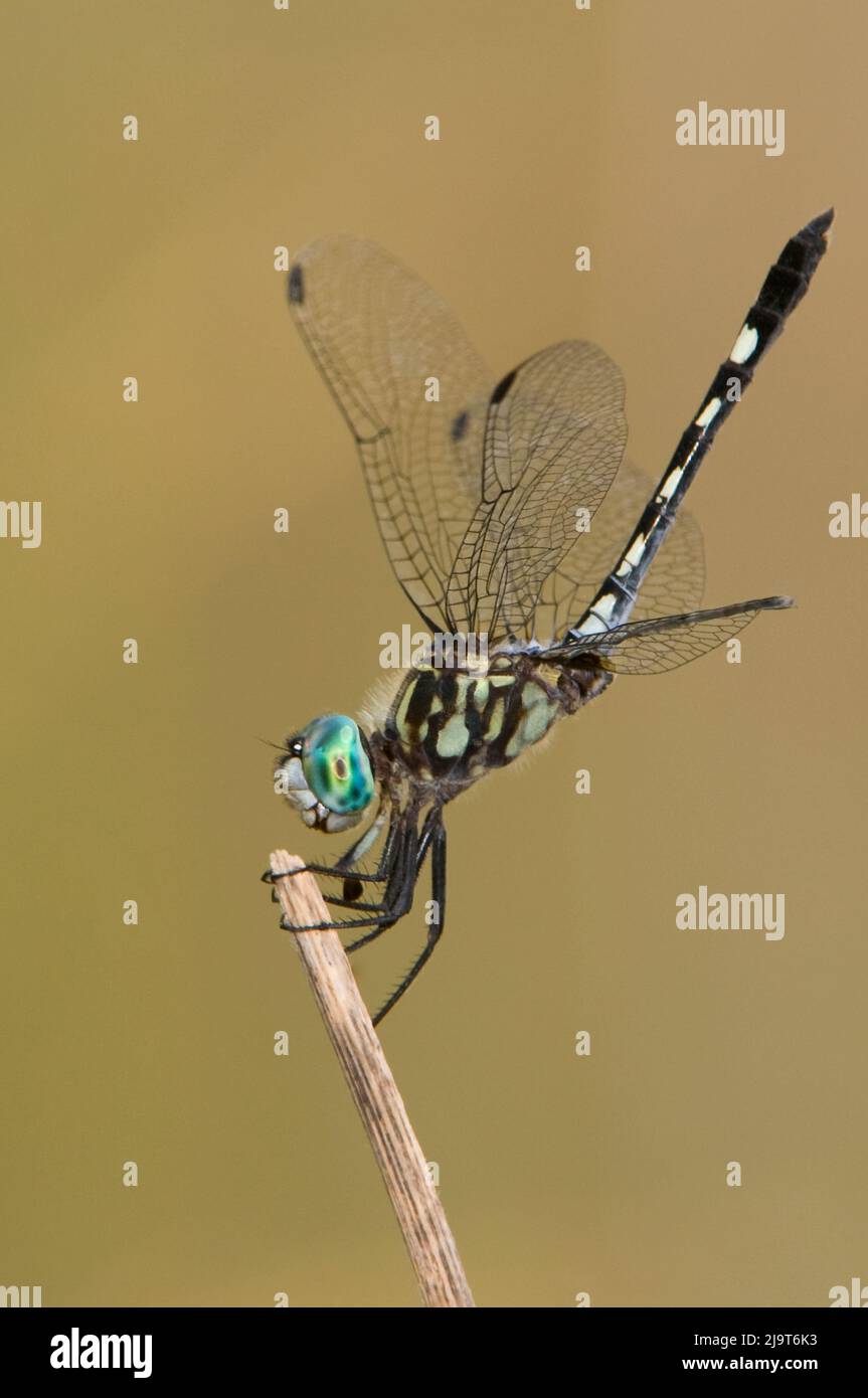 USA, Texas, Austin. Thornbush dasher male dragonfly on stick Stock ...