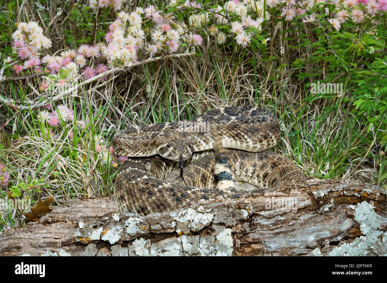 USA, Texas, Hill Country. Coiled western diamondback rattlesnake and ...