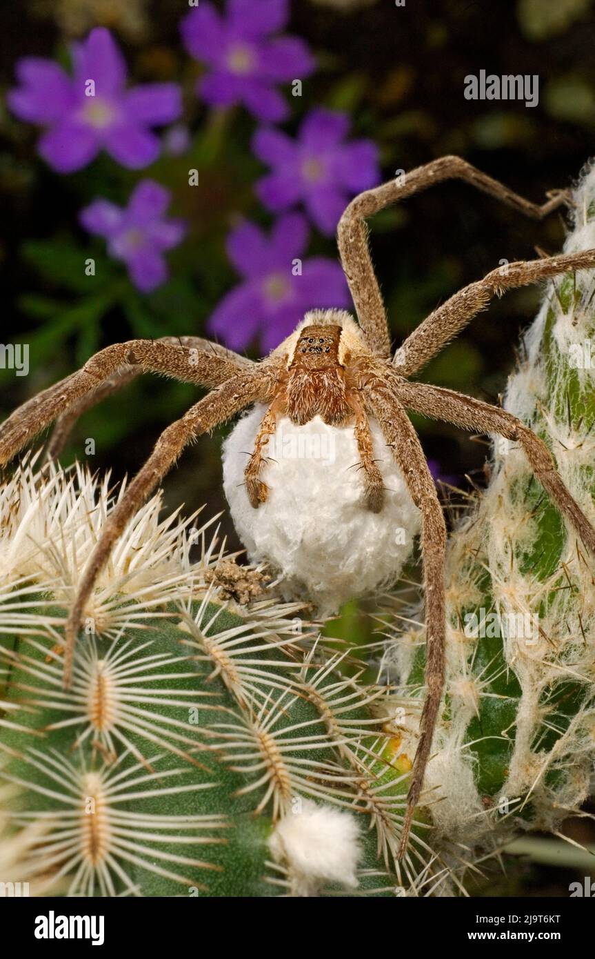 USA, Texas, Hill Country. Female nursery web spider protects her egg ...