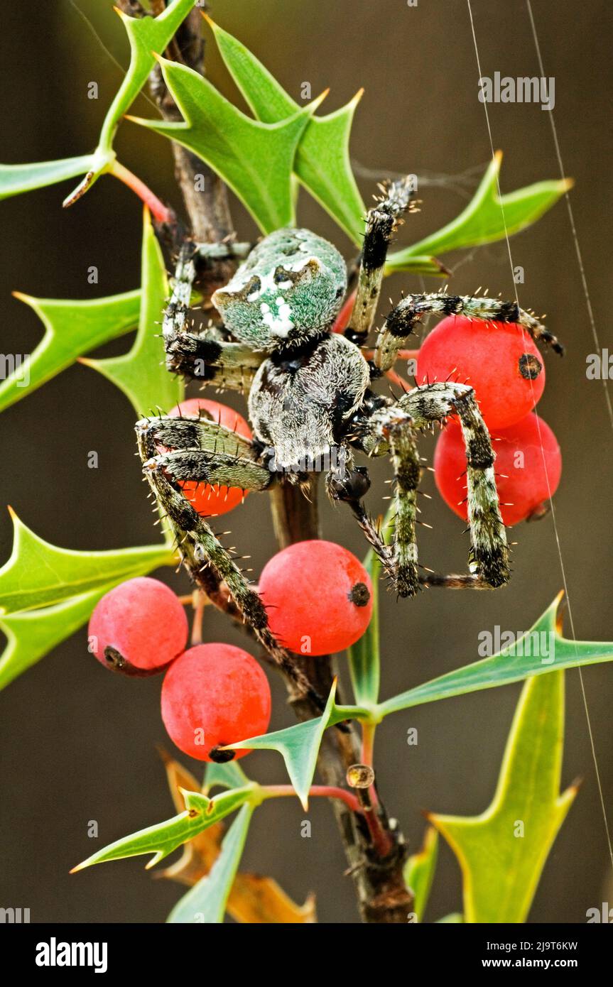 Humpback orbweaver hi-res stock photography and images - Alamy