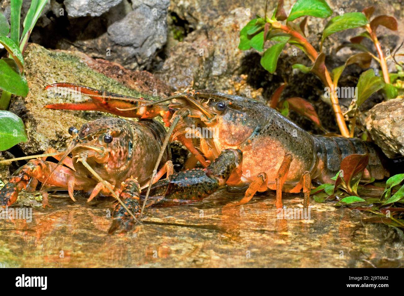 USA, Texas, Hill Country. Pocambarus species of crayfish in pond Stock ...