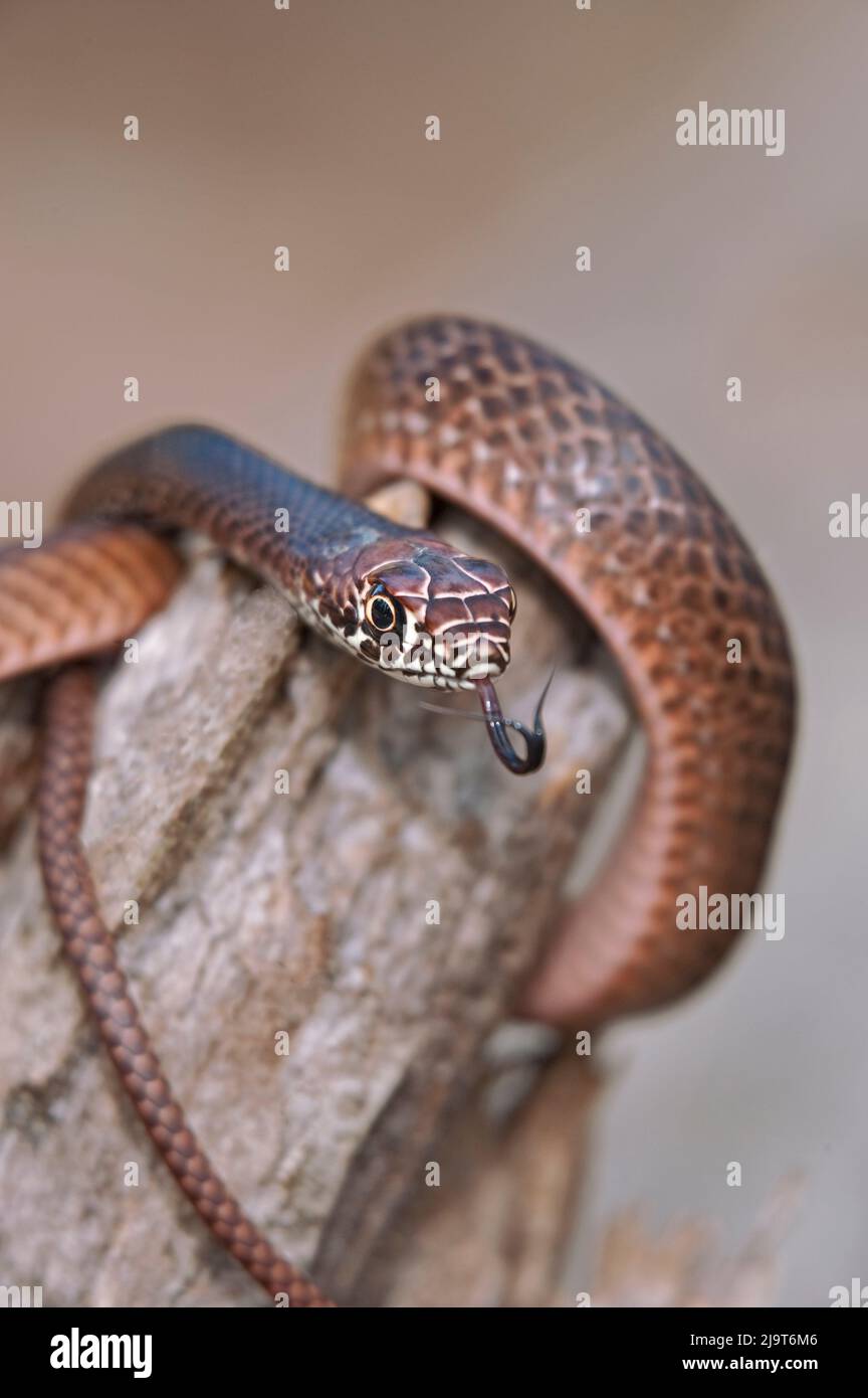 Eastern coachwhip snake masticophis flagellum hi-res stock photography ...