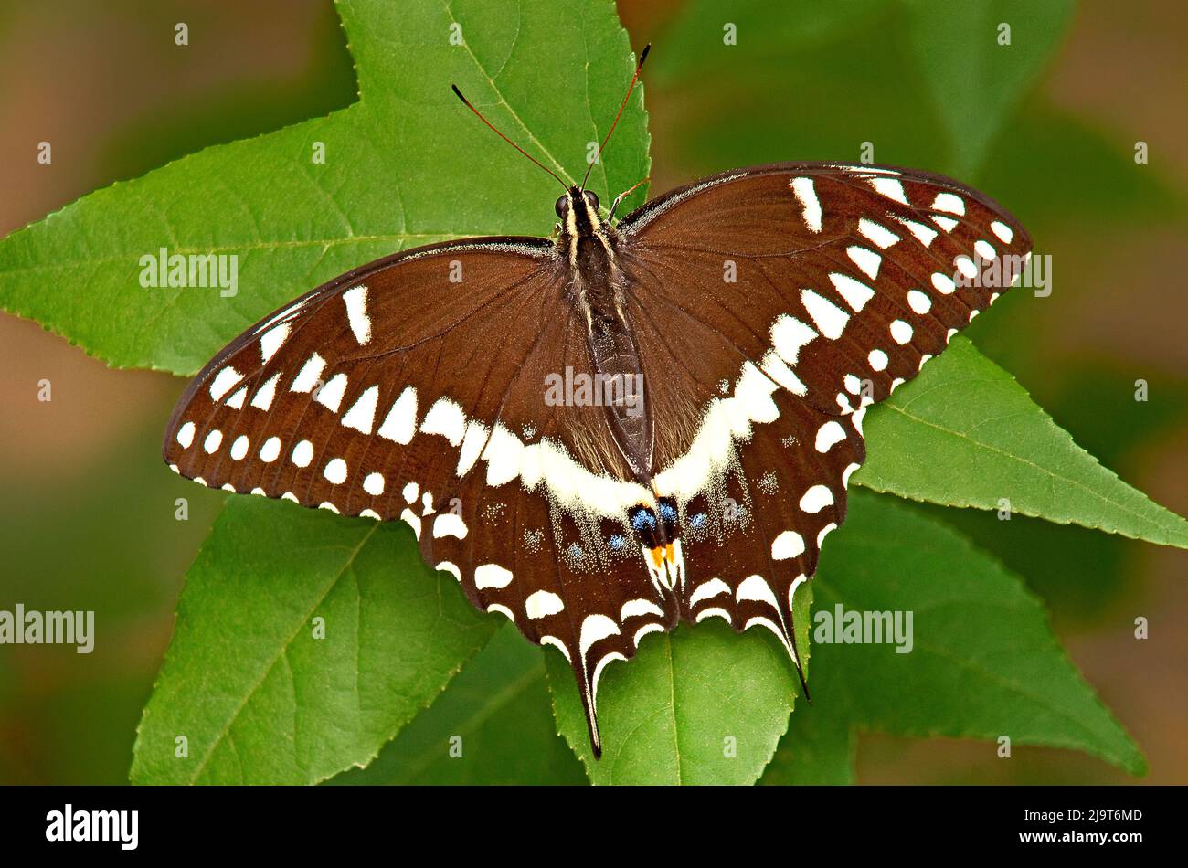 Jasper texas hi-res stock photography and images - Alamy