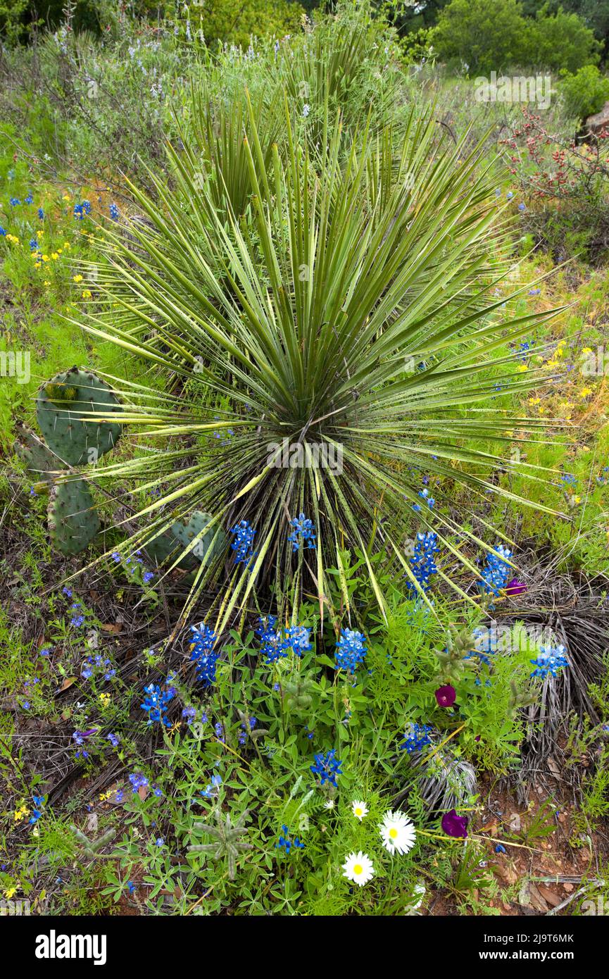 USA, Texas, Llano County. Scenic with bluebonnets and dagger plant ...