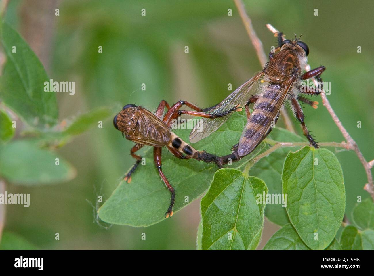 Robber flies pair hi-res stock photography and images - Alamy