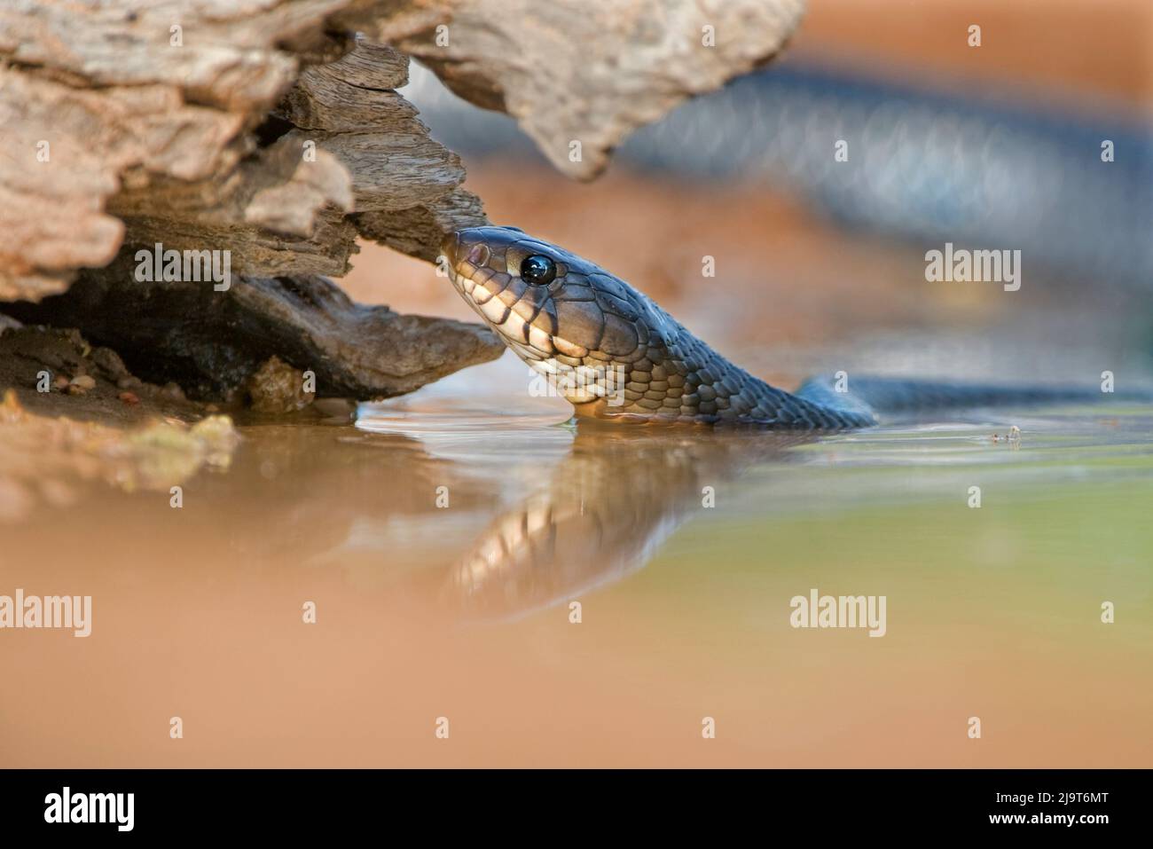 Water snake in texas hi-res stock photography and images - Alamy