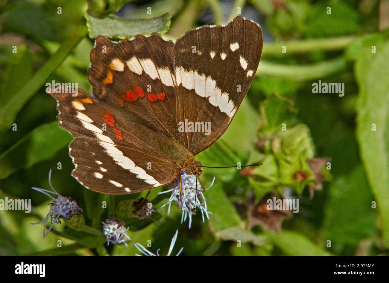 Banded peacock butterfly hi-res stock photography and images - Alamy