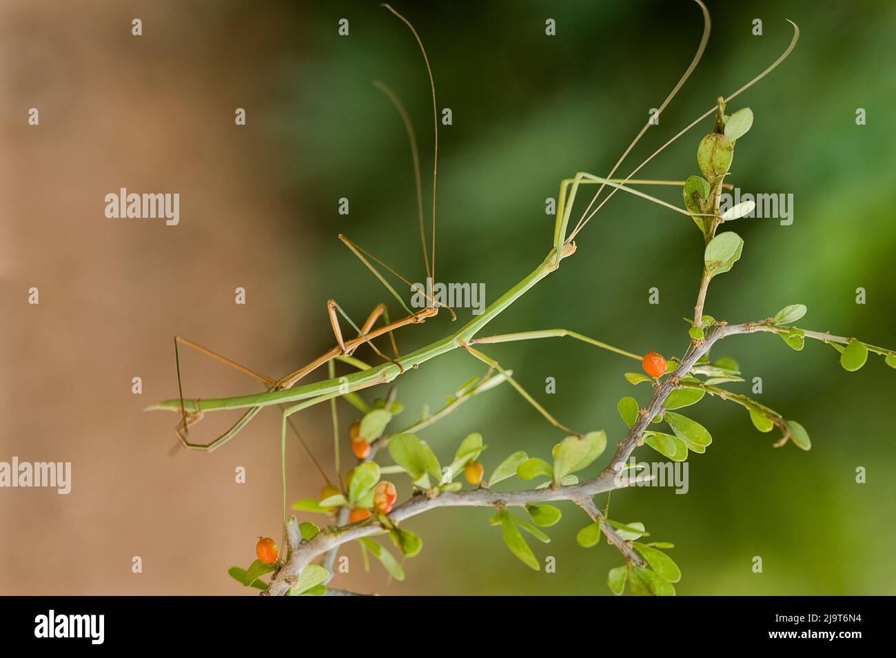 Walking sticks mating hi-res stock photography and images - Alamy