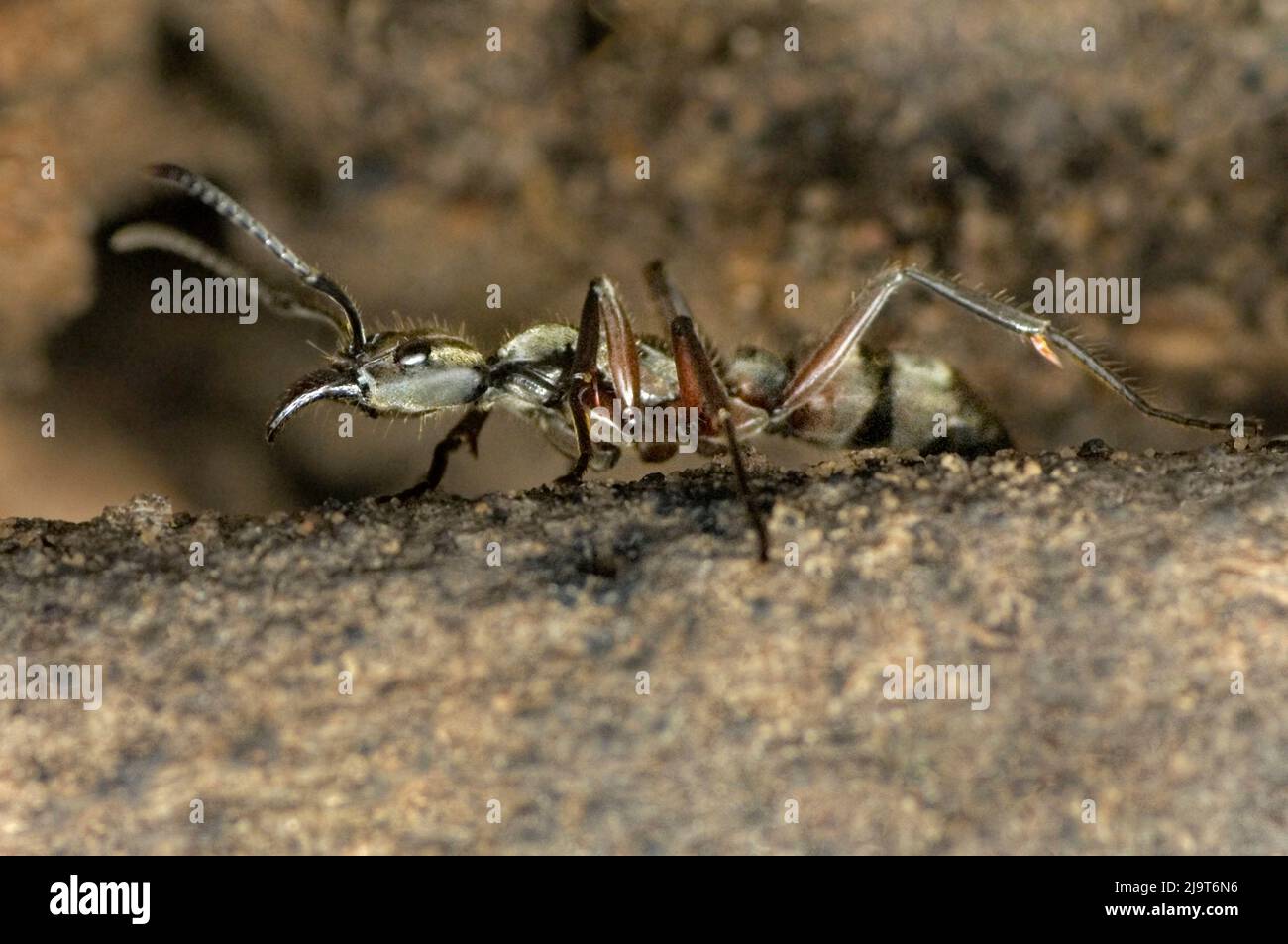 Texas bullet ant hi-res stock photography and images - Alamy