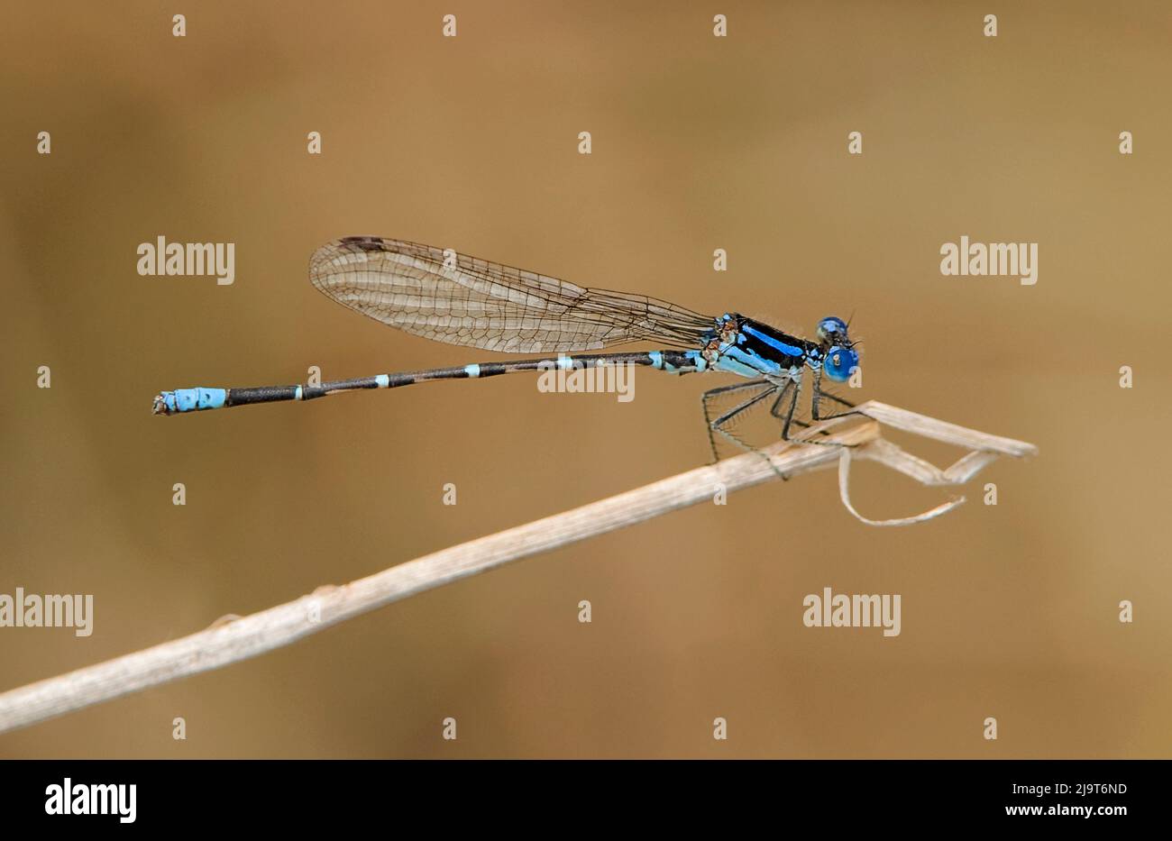 USA, Texas, Santa Ana National Wildlife Refuge. Male blue-ringed dancer ...