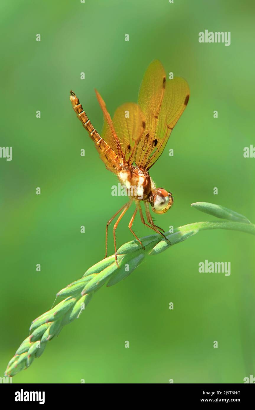 USA, Texas, Santa Ana National Wildlife Refuge. Male eastern amberwing ...