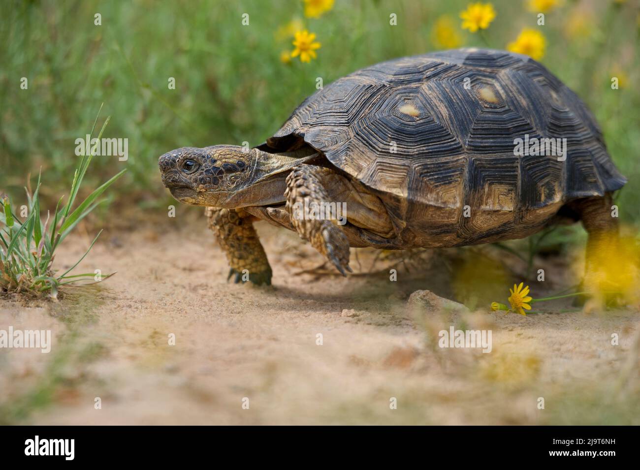USA, Texas, Santa Ana National Wildlife Refuge. Texas tortoise walking ...