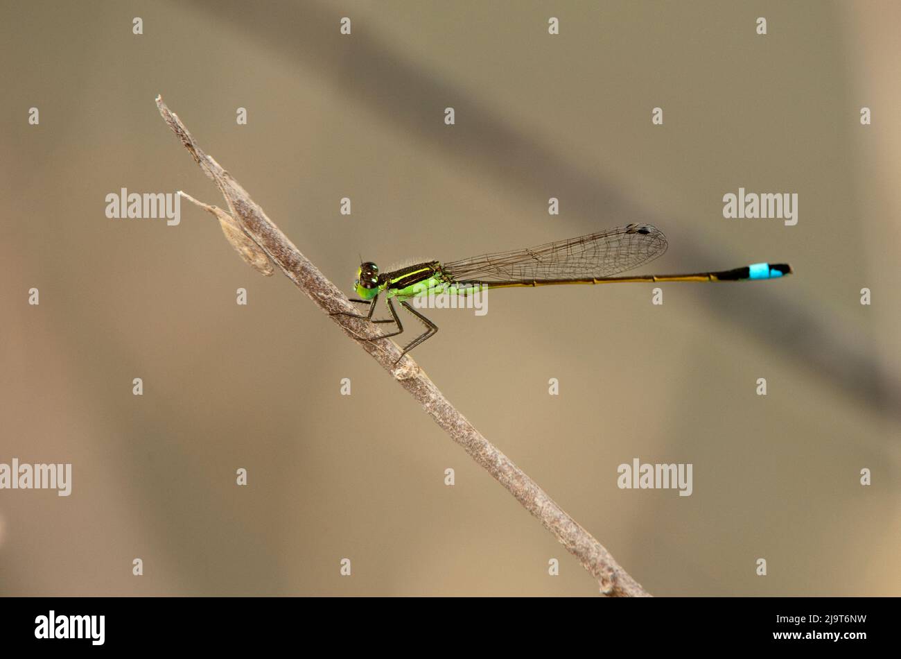 Male ramburs forktail hi-res stock photography and images - Alamy