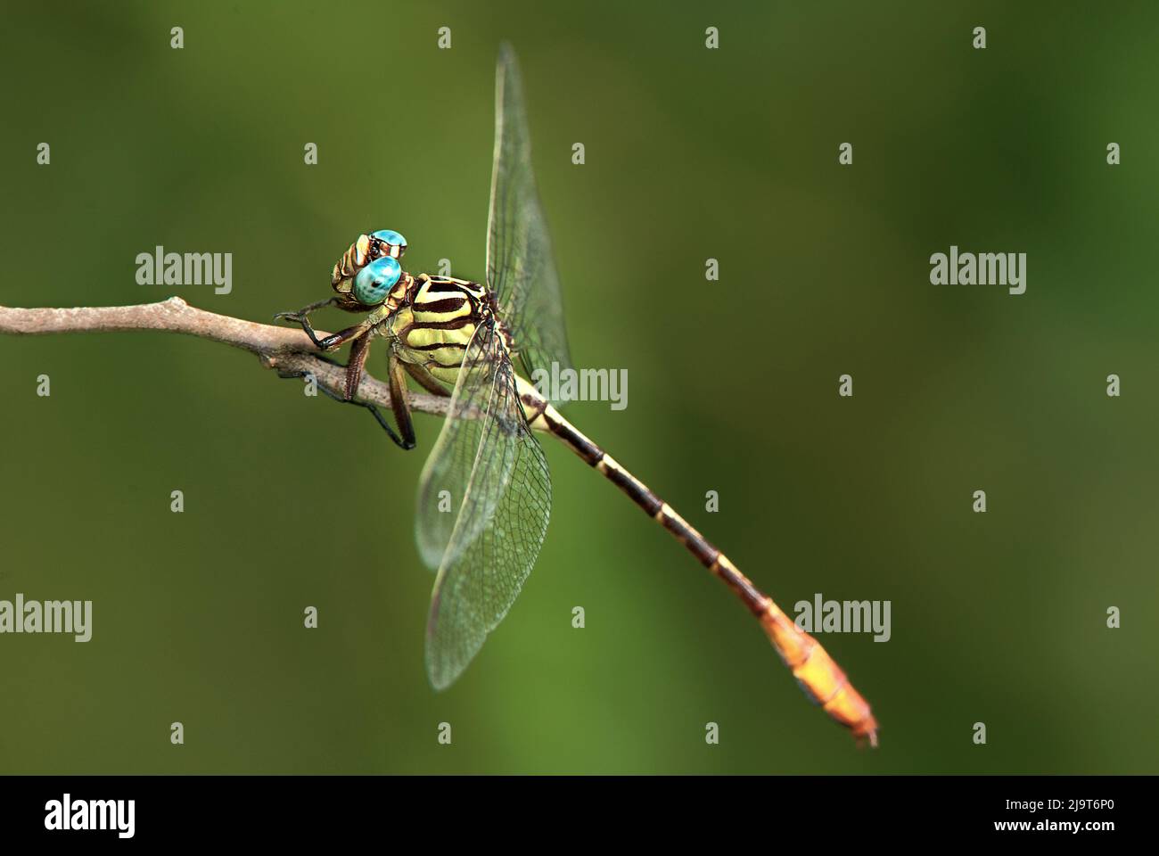 Stylurus plagiatus hi-res stock photography and images - Alamy