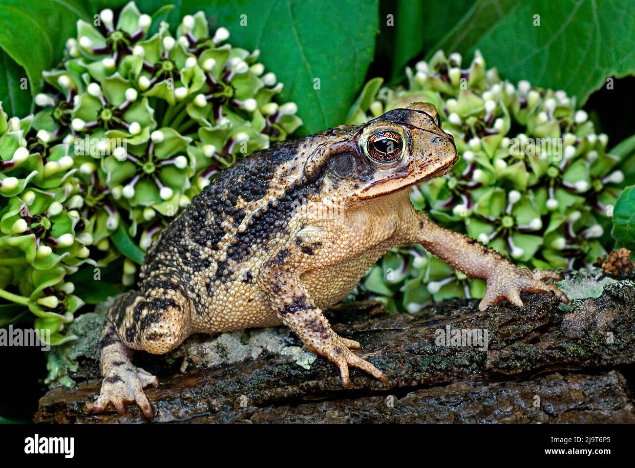 USA, Texas, Santa Clara Ranch. Gulf coast toad on log Stock Photo - Alamy