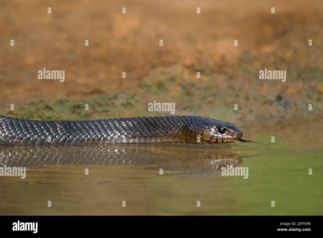 Huge Snake In Water