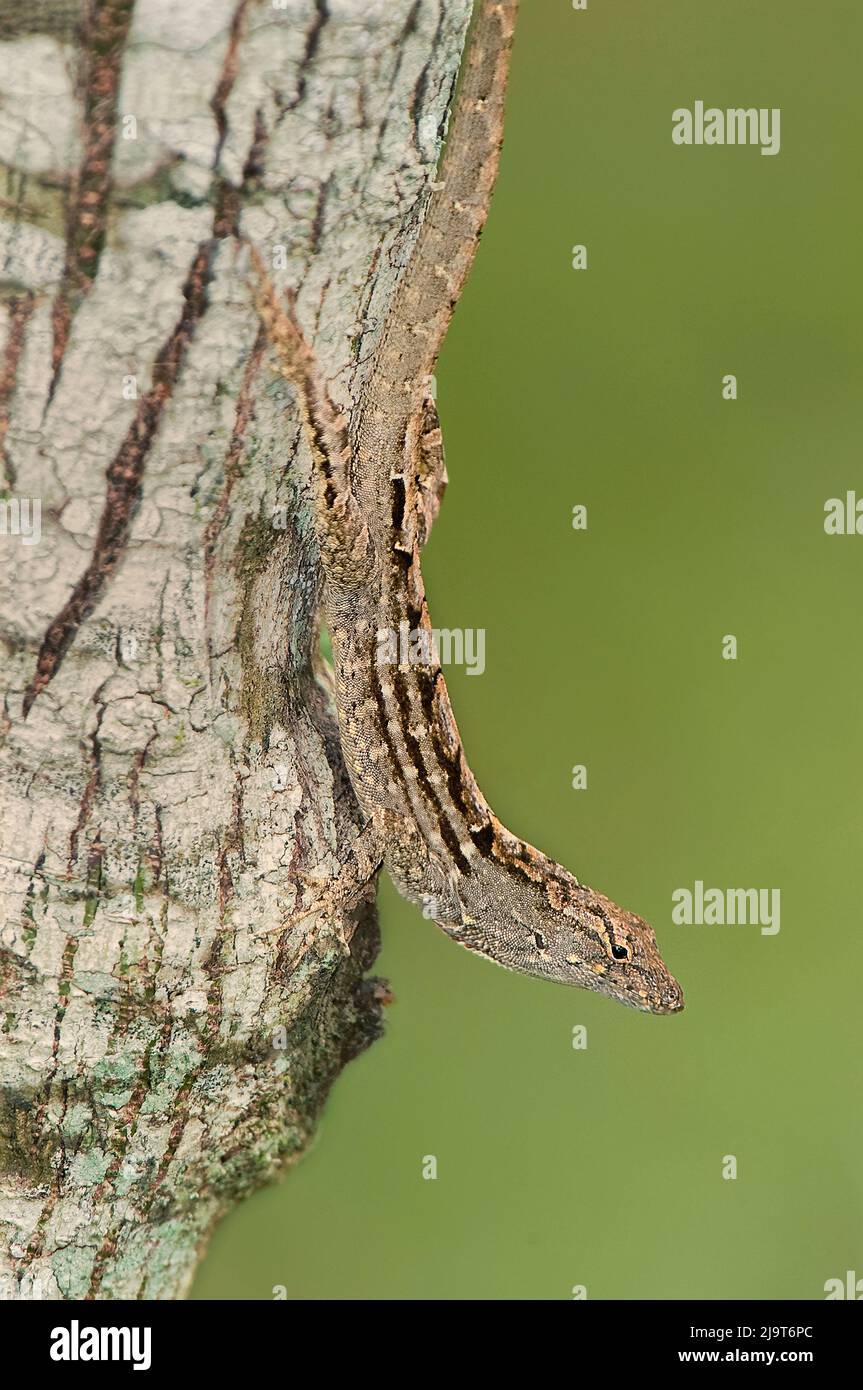 Texas tree lizard hi-res stock photography and images - Alamy