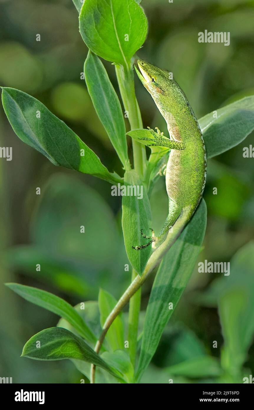 USA, Texas, South Padre Island. Pregnant female green anole lizard on ...