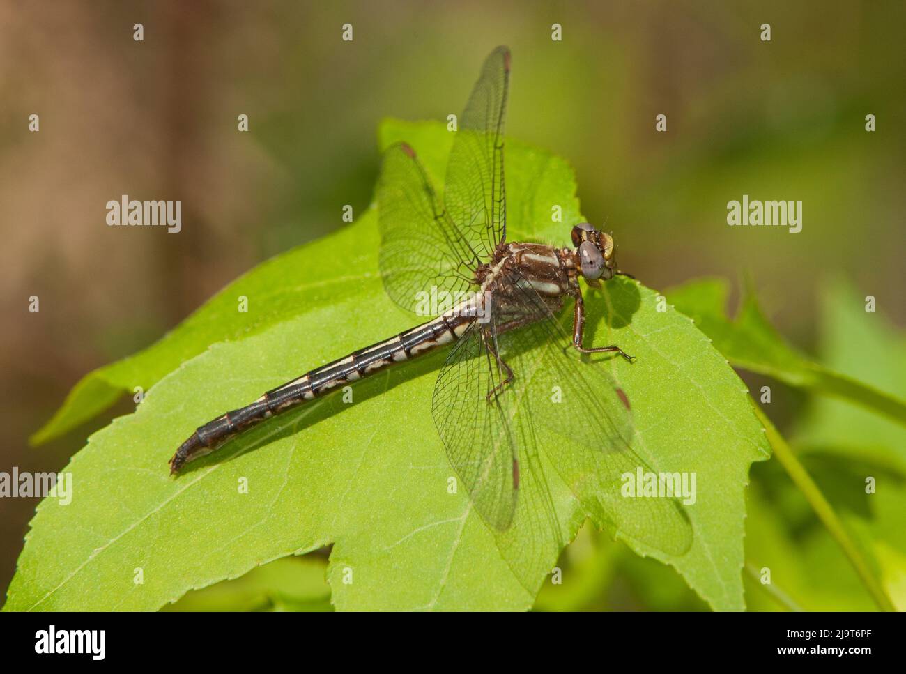 Ashy clubtail hi-res stock photography and images - Alamy