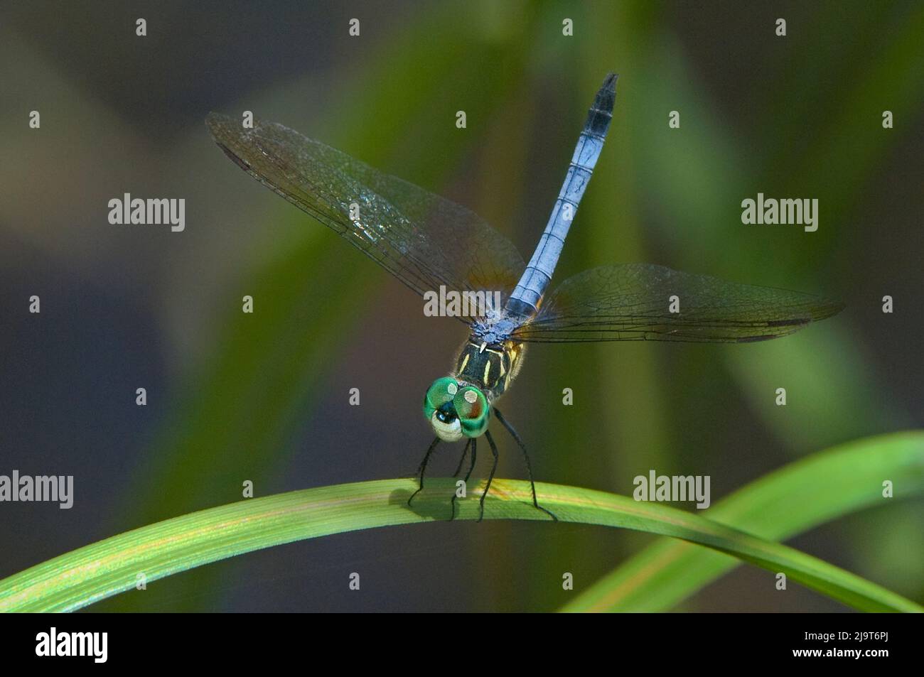 Texas Dragonfly High Resolution Stock Photography and Images - Alamy