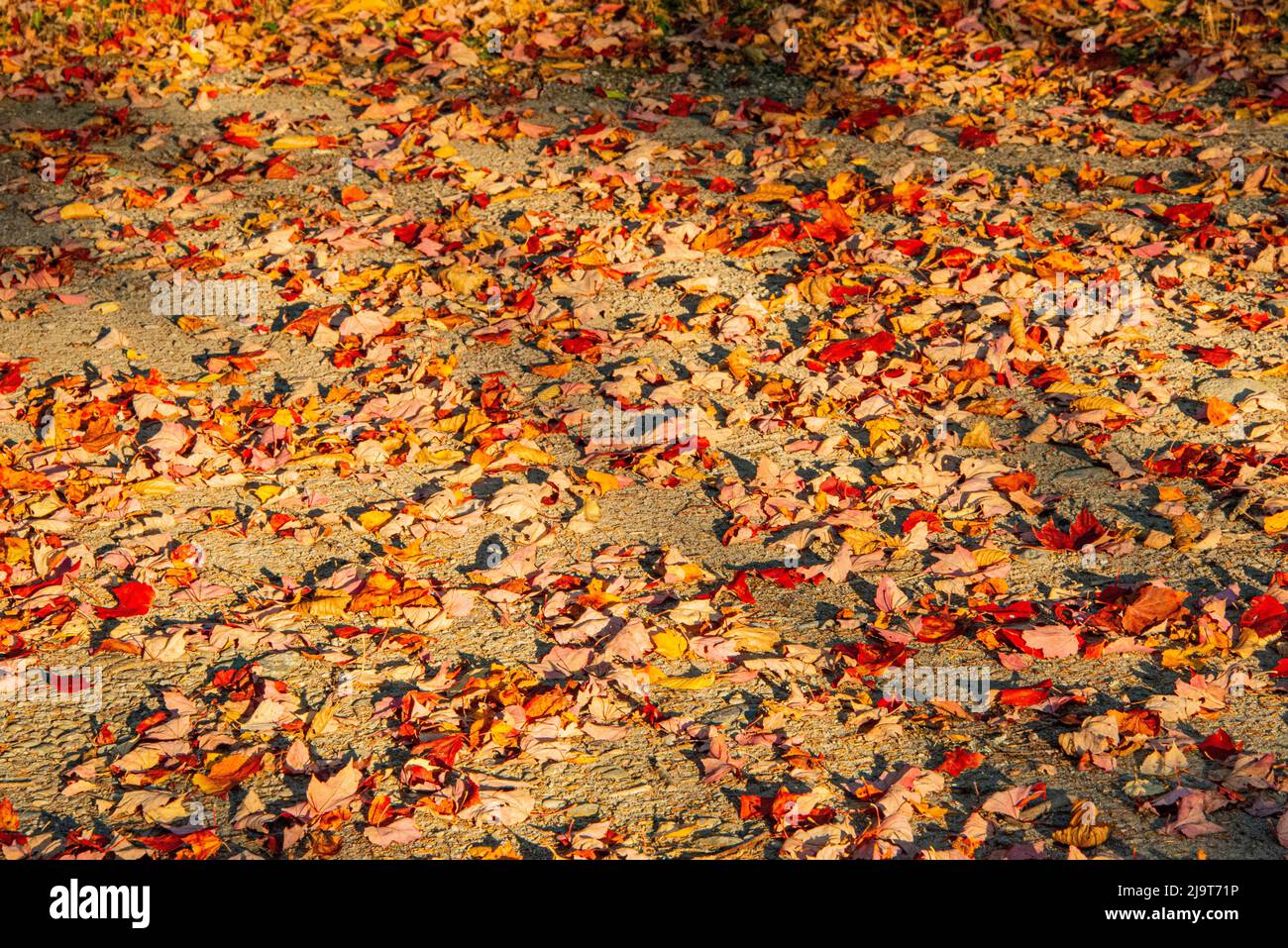 USA, Vermont, Morrisville, Jopson Lane. Fall foliage, red maple leaves ...