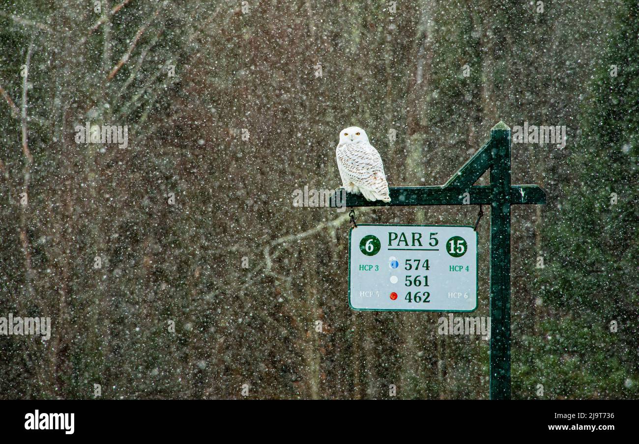 USA, Vermont, Morrisville. Female snowy owl in snow on golf course ...