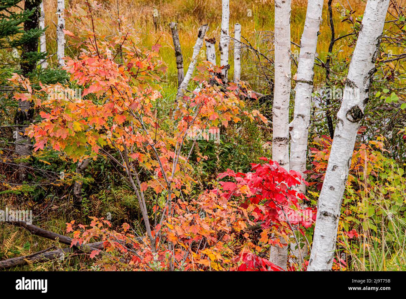USA, Vermont, Stowe, birch trees around wetlands above the Toll House ...