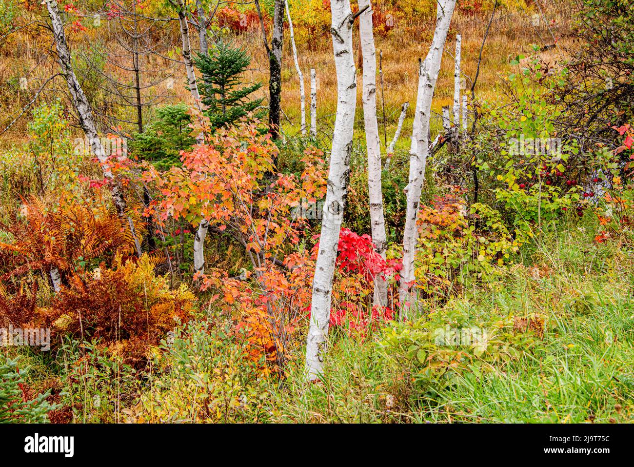 USA, Vermont, Stowe, birch trees around wetlands above the Toll House ...