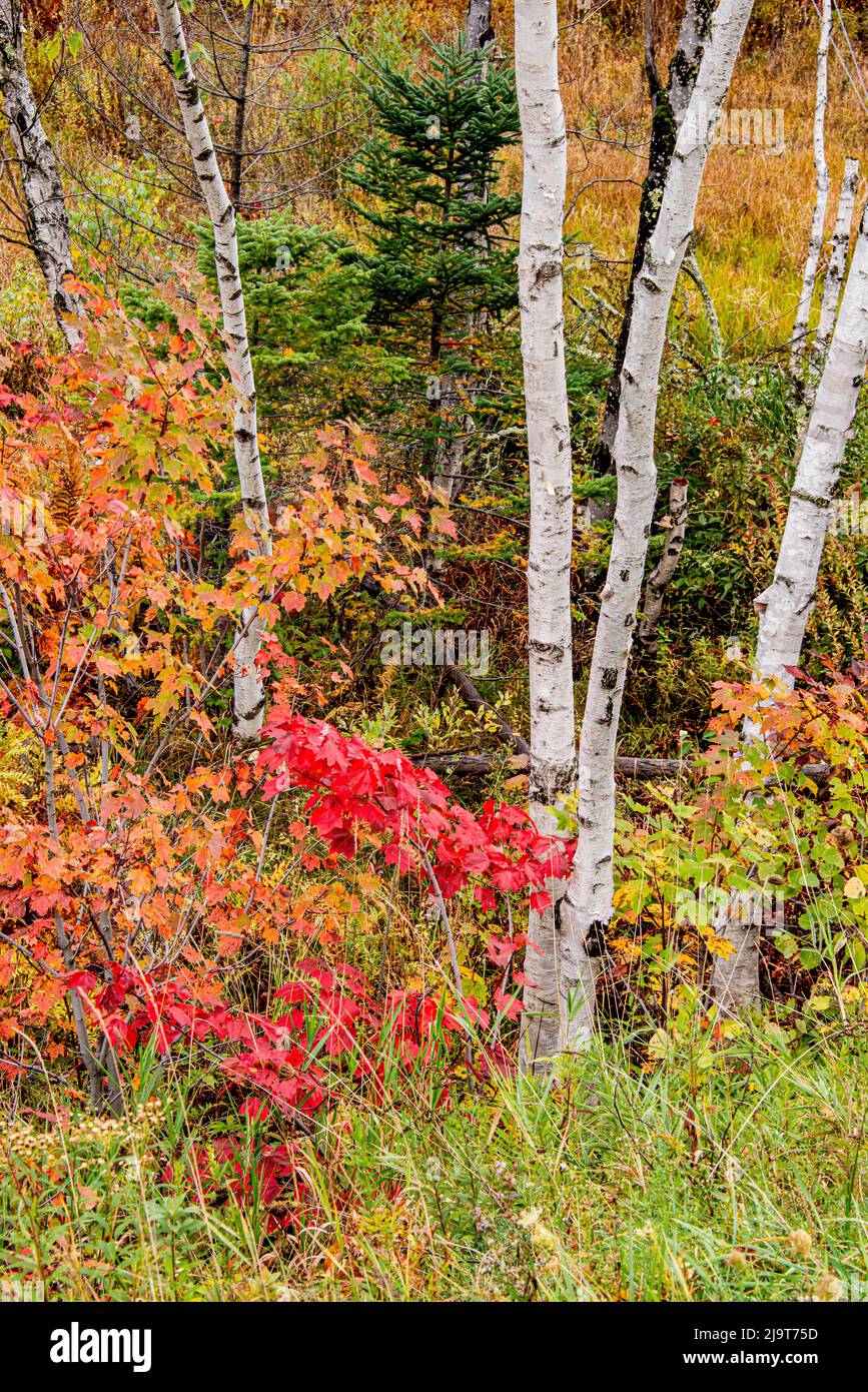 USA, Vermont, Stowe, birch trees around wetlands above the Toll House ...