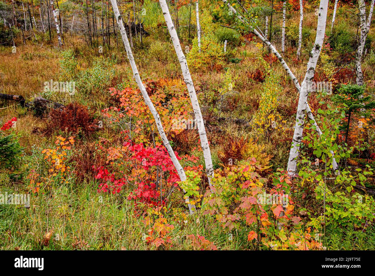 USA, Vermont, Stowe, birch trees around wetlands above the Toll House ...