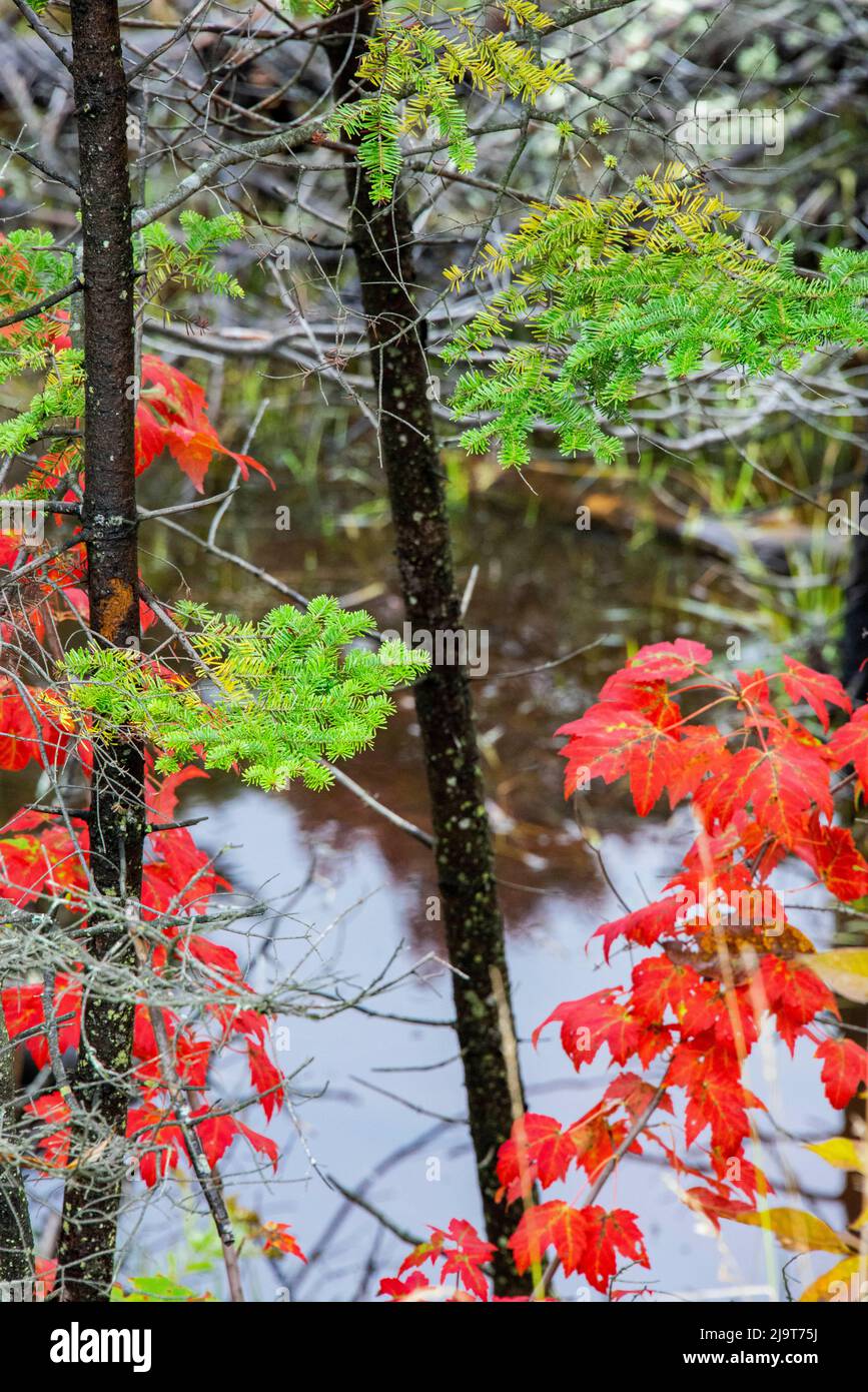 USA, Vermont, Stowe, birch trees around wetlands above the Toll House ...