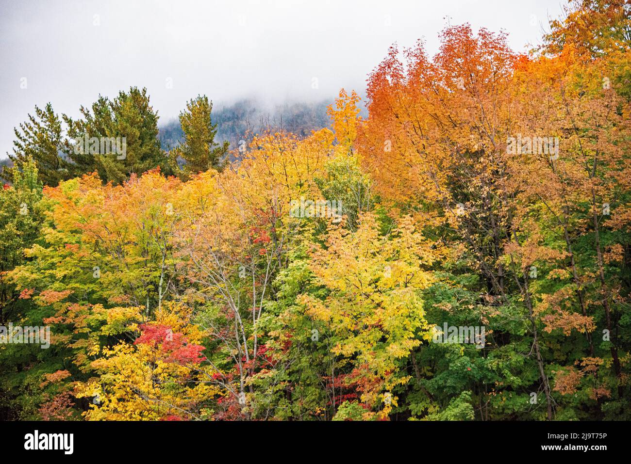 USA, Vermont, Fall foliage on Mount Mansfield Stock Photo - Alamy