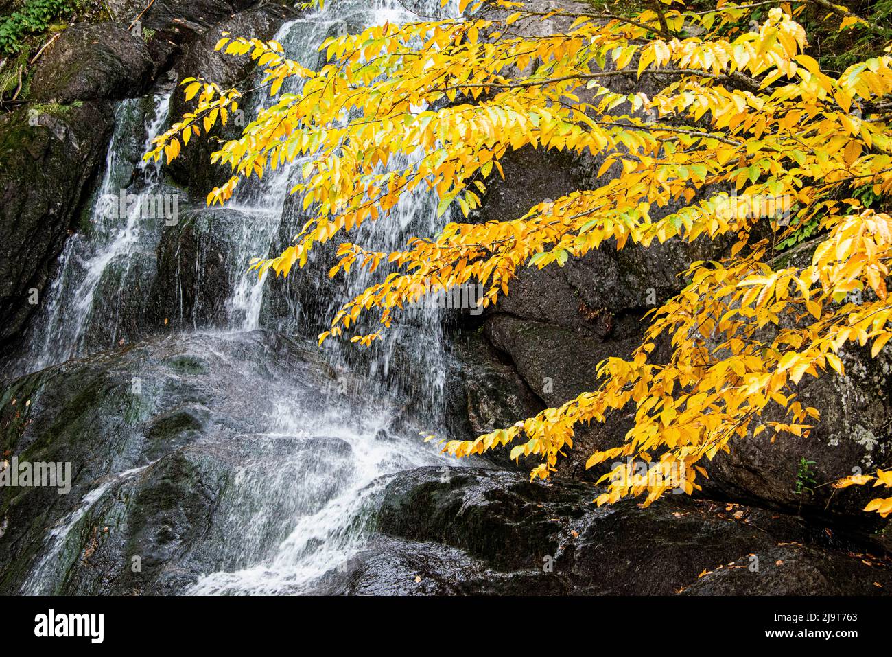 USA, Vermont, Fall foliage in Mad River Valley along trail to Warren ...