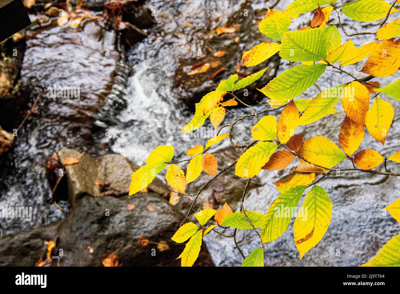 USA, Vermont, Fall foliage in Mad River Valley along trail to Warren ...
