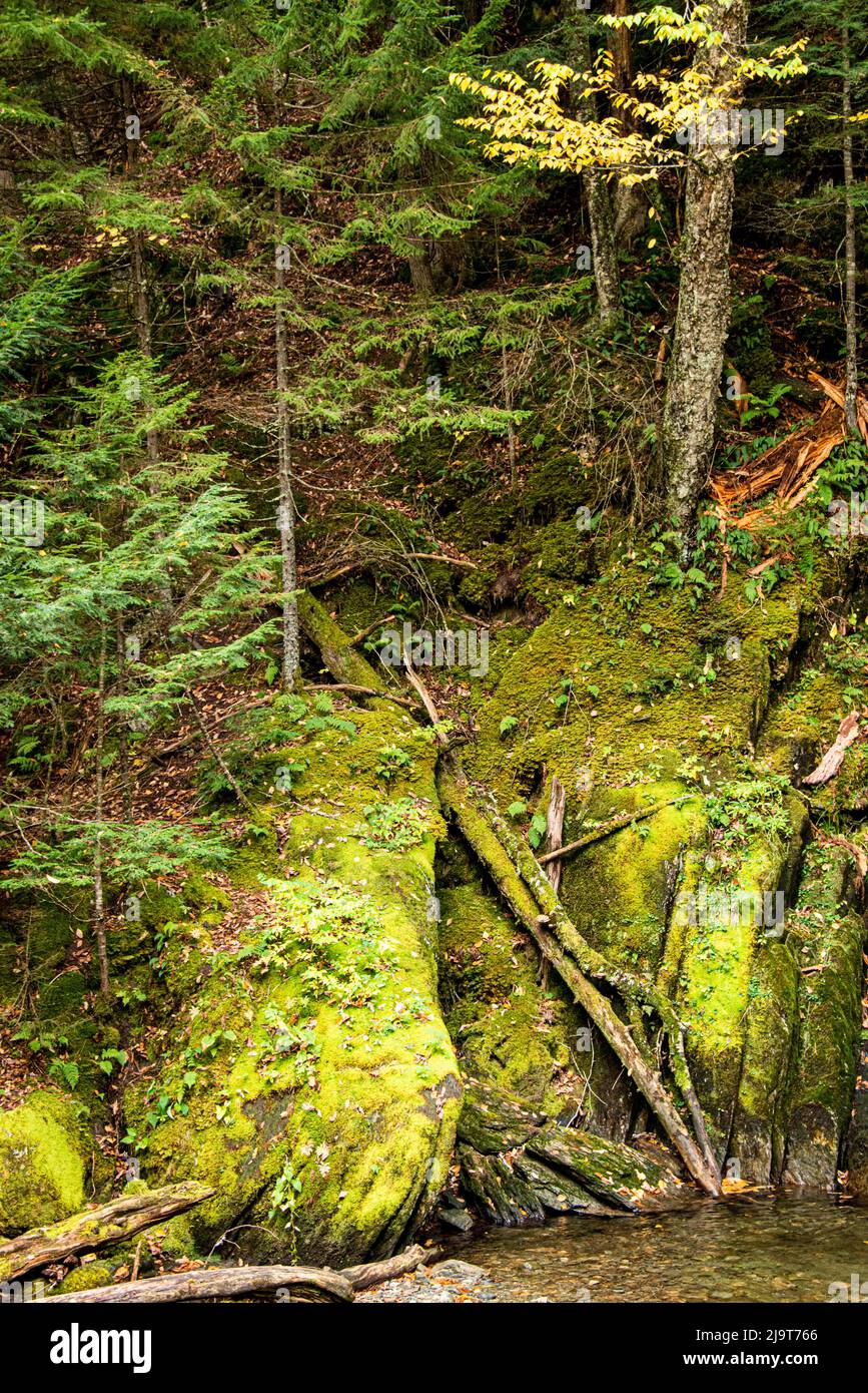 USA, Vermont, Fall foliage in Mad River Valley along trail to Warren ...