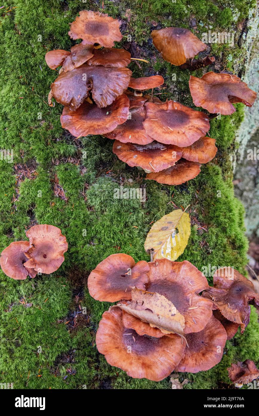 USA, Vermont, Fall foliage and mushrooms in Mad River Valley along ...