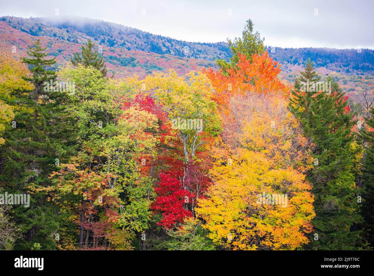 USA, Vermont, Fall foliage in Green Mountains at Bread Loaf, owned by ...