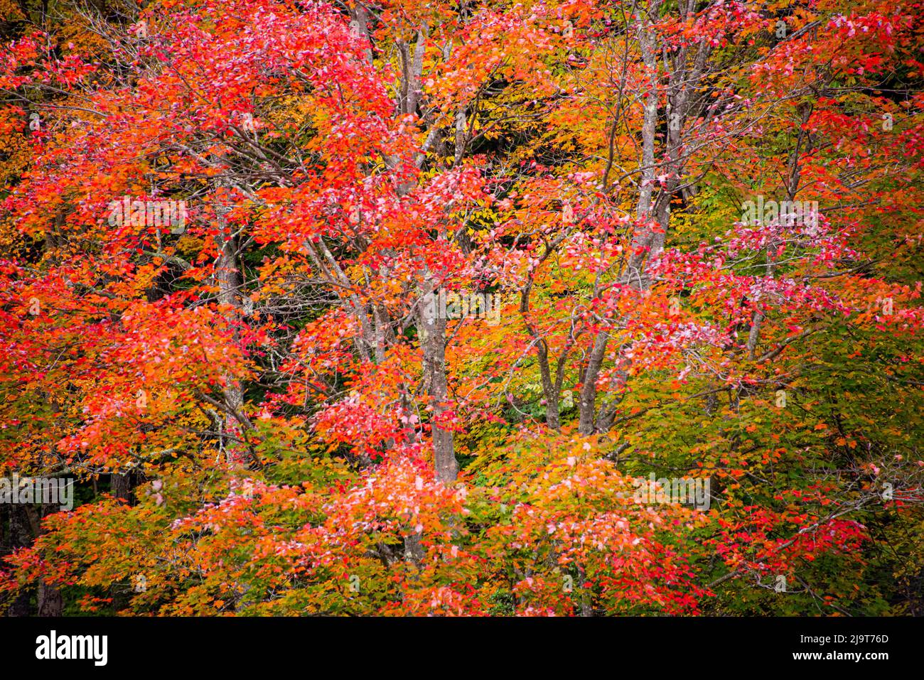 USA, Vermont, Fall foliage in Green Mountains at Bread Loaf, owned by ...