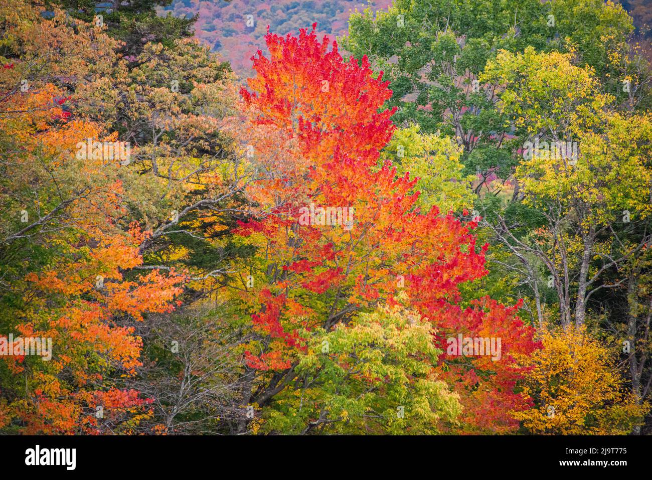 Fall foliage in the mountains hi-res stock photography and images - Alamy