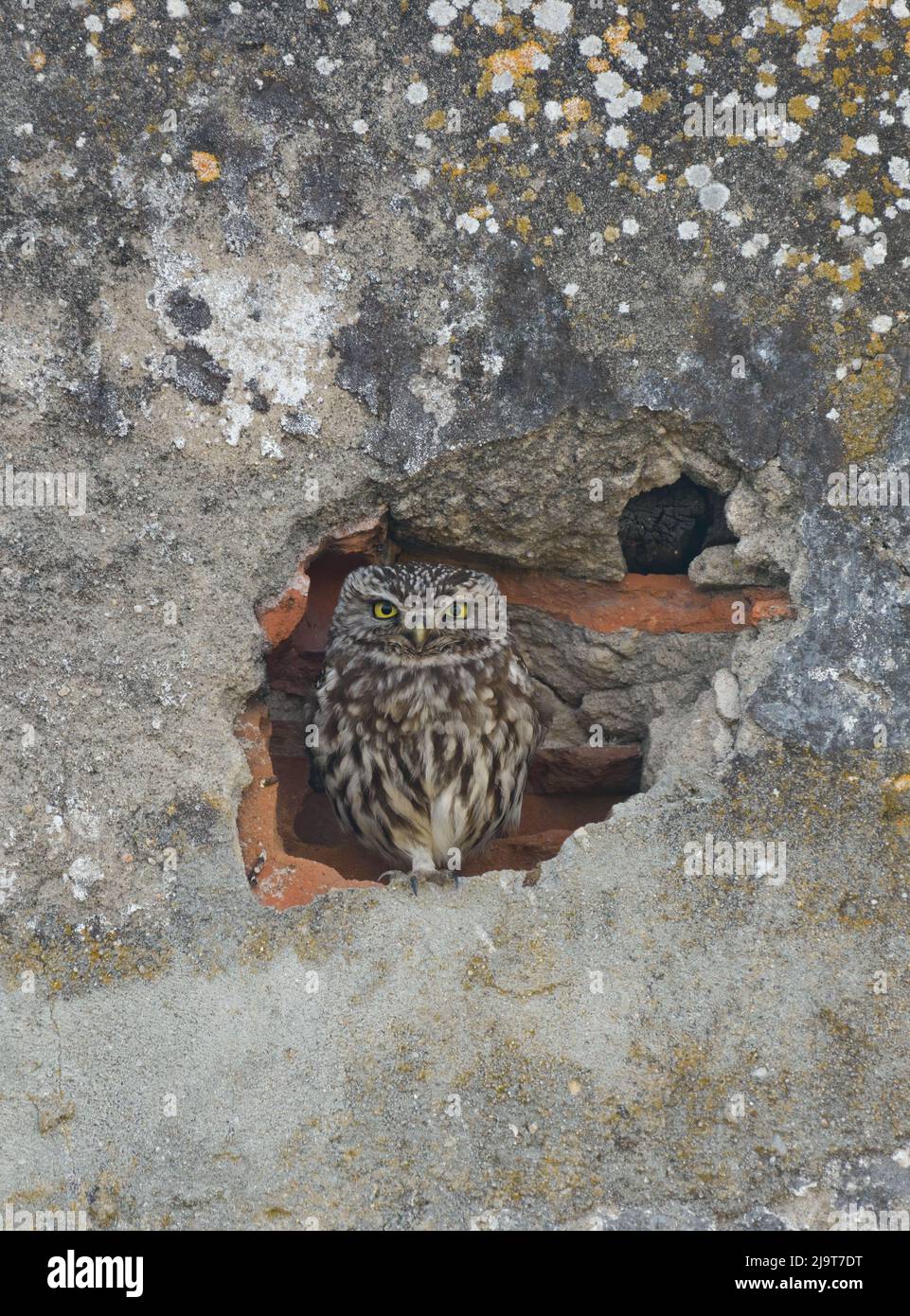 Face in the hole hi-res stock photography and images - Alamy