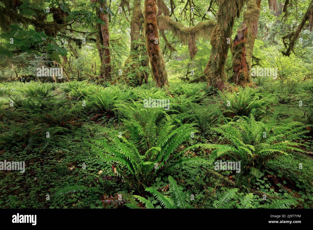 Ferns and Big Leaf Maple tree draped with Club Moss, Hoh Rainforest ...