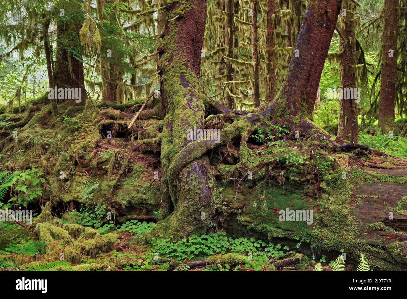 Nurse log and Big Leaf Maple tree draped with Club Moss, Hoh Rainforest ...