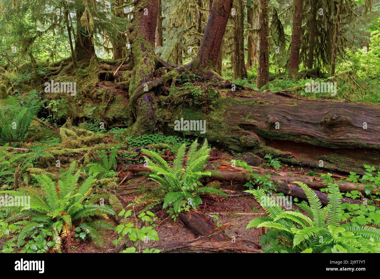 Nurse log tree hi-res stock photography and images - Alamy