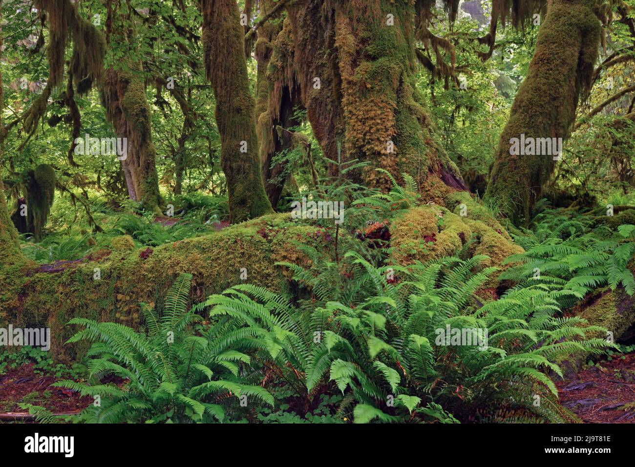 Nurse log and Big Leaf Maple tree draped with Club Moss, Hoh Rainforest ...