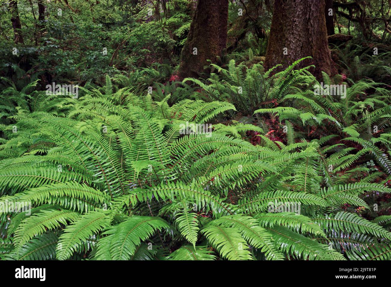 Ferns, Hoh Rainforest, Olympic National Park, Washington State Stock ...