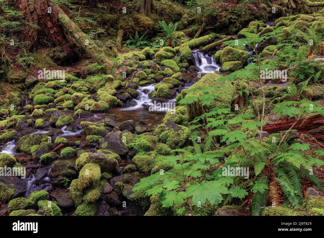 Small stream cascading through moss covered rocks, Hoh Rainforest ...