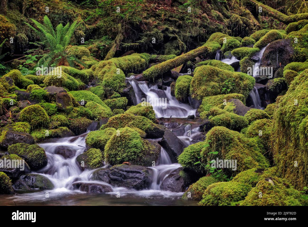 Small stream cascading through moss covered rocks, Hoh Rainforest ...