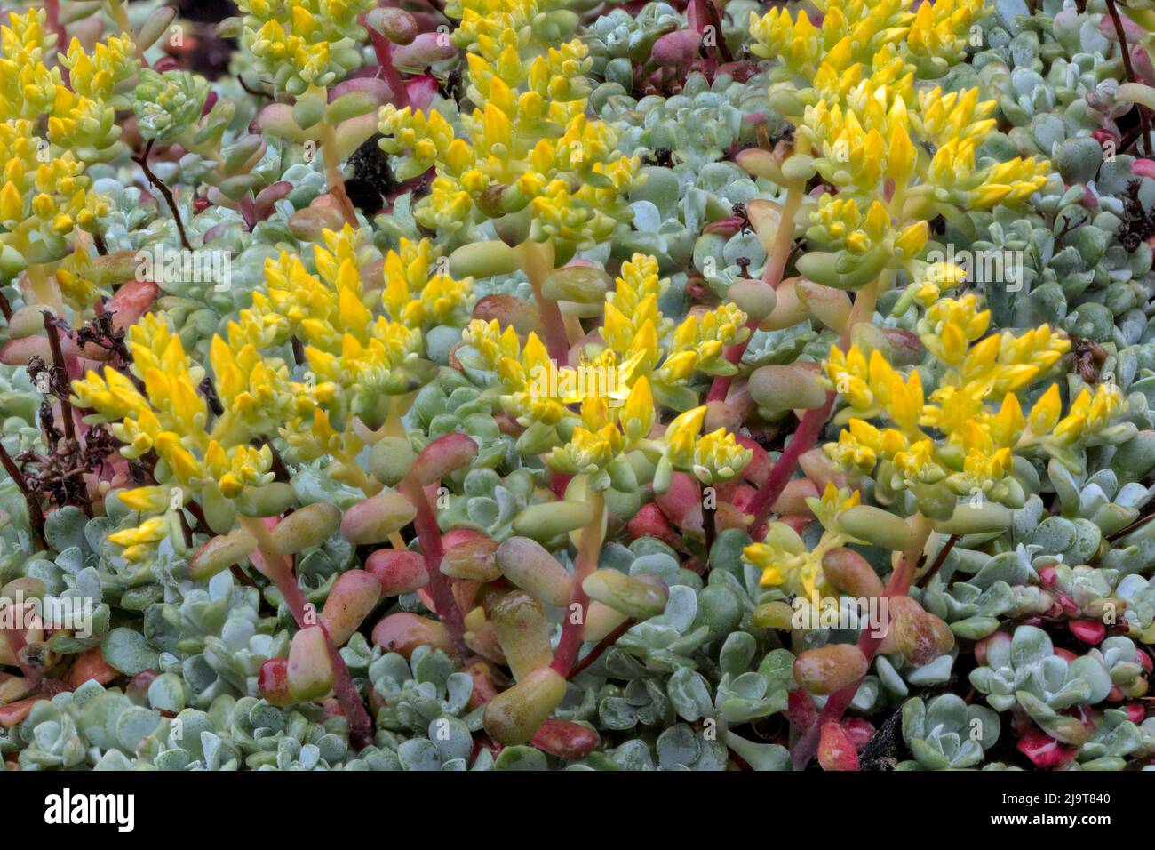 Broadleaf stonecrop, Olympic National Park, Washington State Stock ...