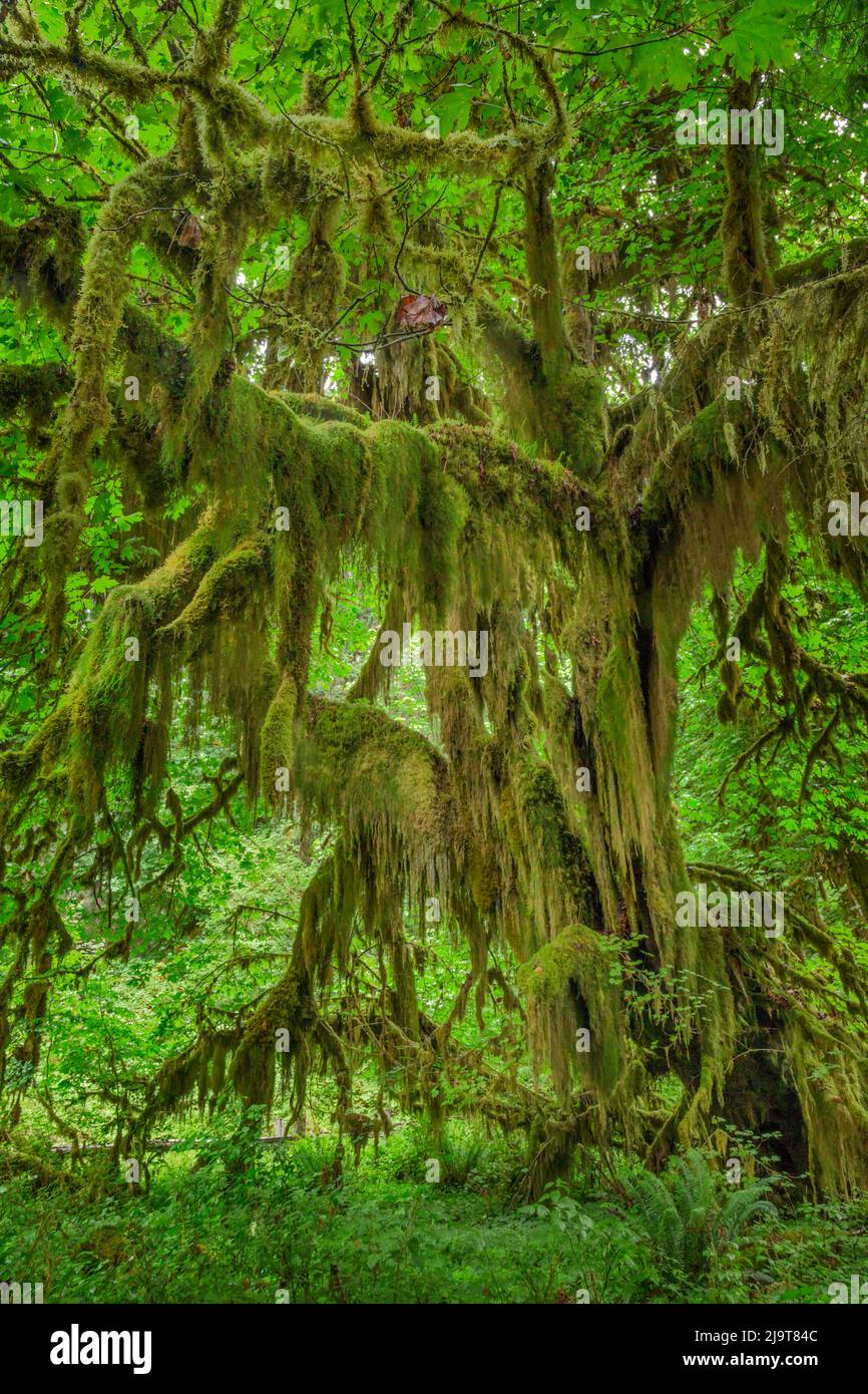 Big Leaf Maple tree draped with Club Moss, Hoh Rainforest, Olympic ...