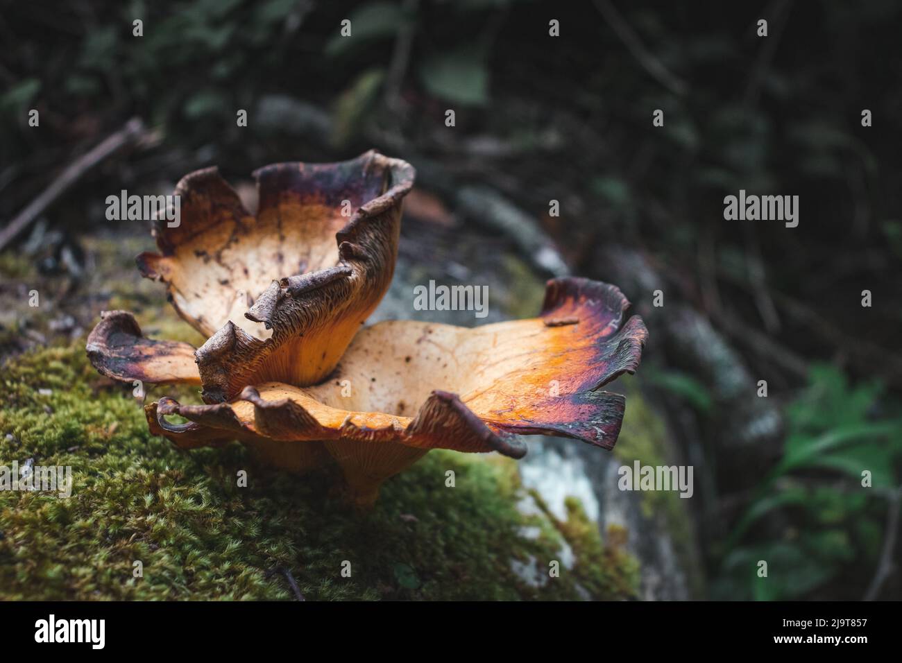 Old mushroom growing on a mossy log in the forest Stock Photo - Alamy